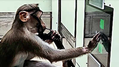 Iisc Lab Lets Monkeys Play & Work As Scientists Study | Bengaluru News ...
