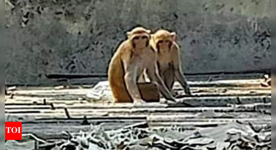 Monkeys damage 34 CCTVs near UP poll control room | Bareilly News ...