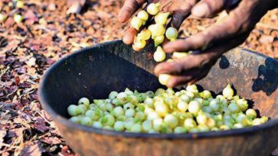 Mahua Flowers From State Make A Mark In National & Int’l Markets ...