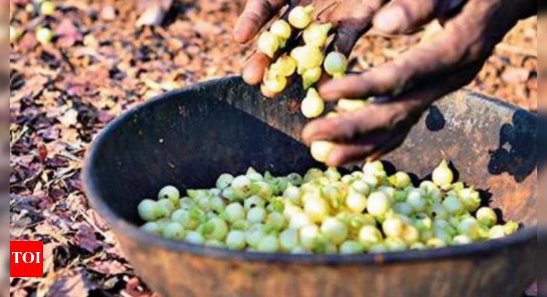 Mahua: Mahua Flowers From State Make A Mark In National & Int’l Markets ...