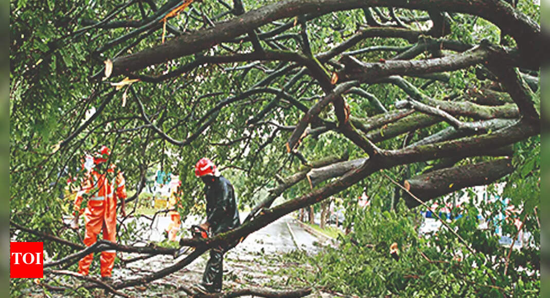 Assam: ‘assam’s Combined Tree Cover Area Lost In 20 Yrs Almost Twice ...