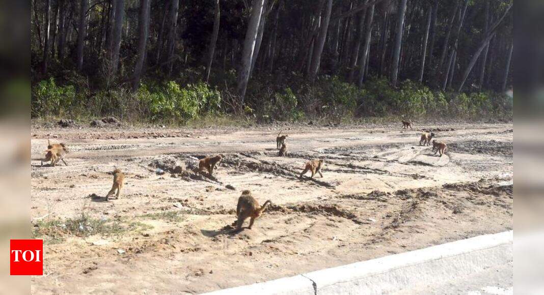 Sterilisation fails to curb monkey menace | Dehradun News - Times of India