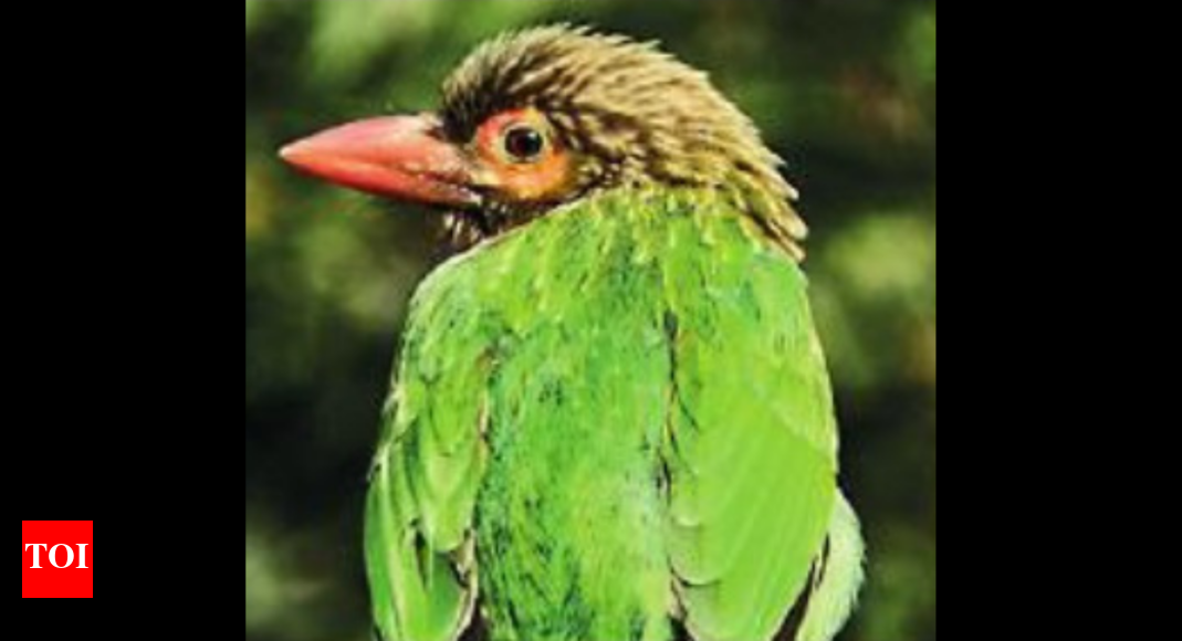 18 species spotted in Delhi on inaugural day of Backyard Bird Count ...