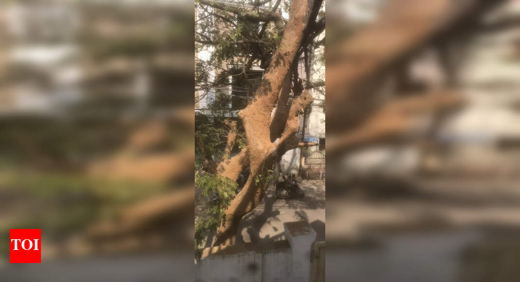 termite infection on tree can fall on road - Times of India