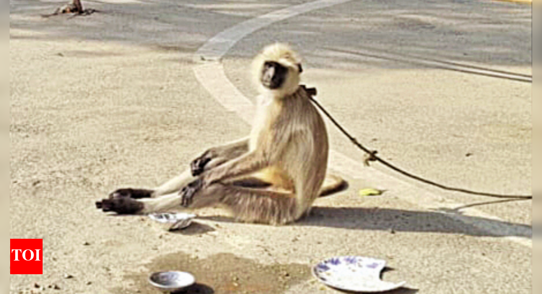 Langur to protect CCTV cameras from monkey menace at UP's Pilibhit ...