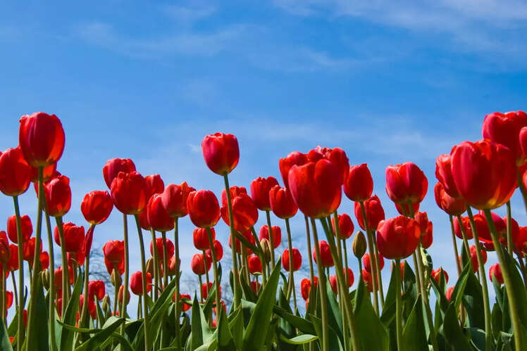 Best places to see spring flowers bloom | Times of India Travel