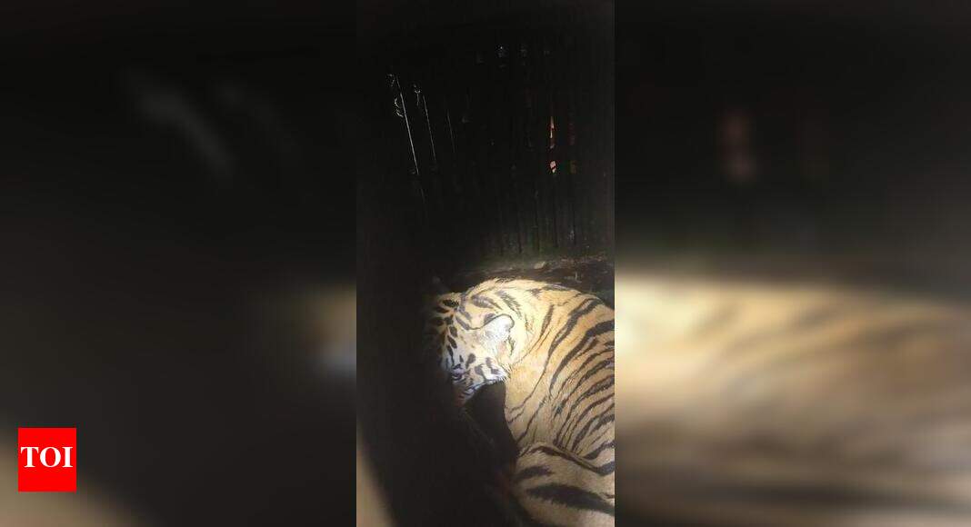 Hours after forest order, 1 CSTPS tiger captured | Nagpur News - Times ...