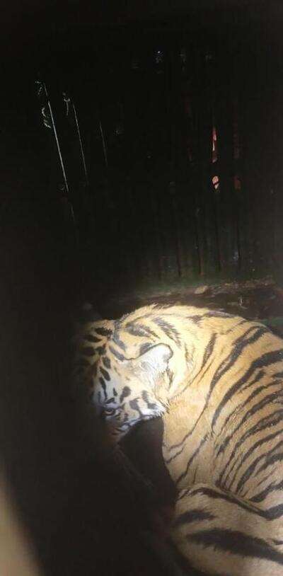 Hours after forest order, 1 CSTPS tiger captured | Nagpur News - Times ...