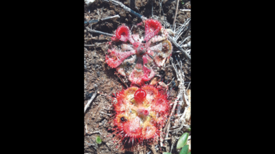 Endangered insect-eating plant species identified near Tillari dam ...