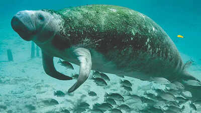 First Dugong Conservation Reserve Soon | Chennai News - Times of India