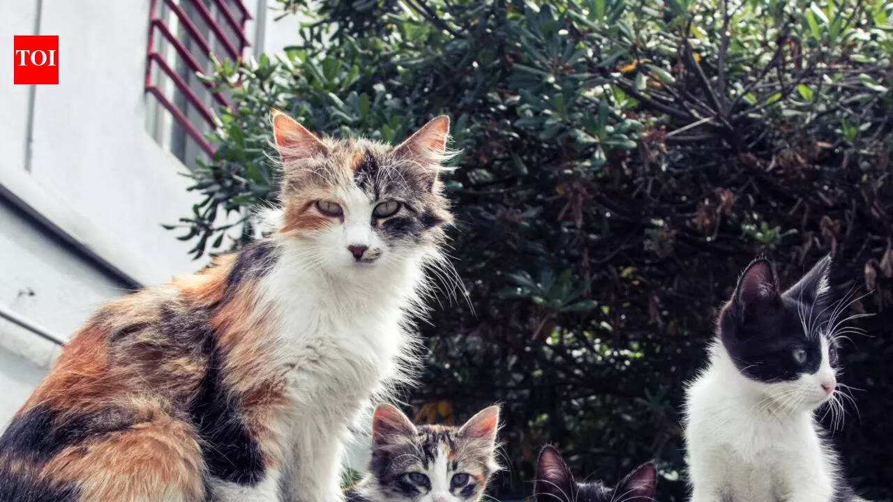 8 common myths about CATS busted!