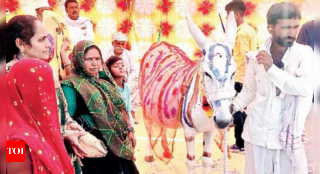 Halari: Gujarat: 'Godh Bharai' held for Halari donkeys in Upleta ...
