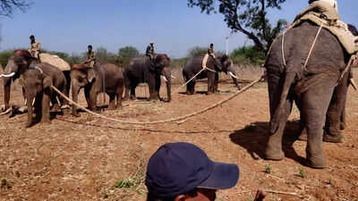 Karnataka: Tusker that strayed into village 'honeytrapped', shifted to Bhadra reserve | Hubballi ...