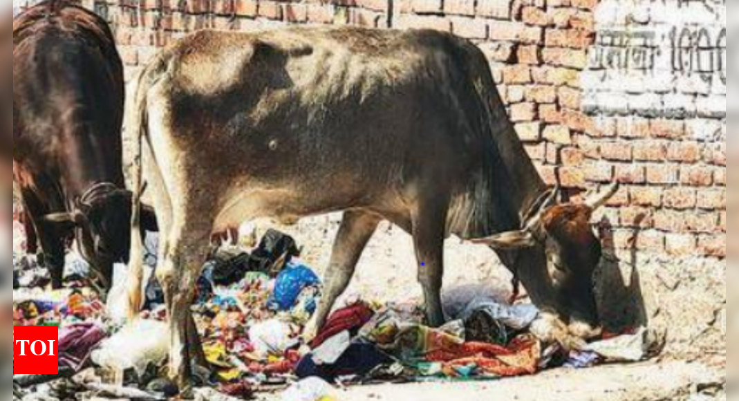 4k Tons Of Trash On City Roads As Waste Lifting Hit For 5 Days | Jaipur ...
