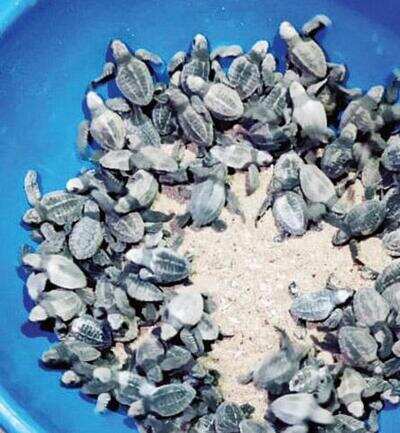 80 Olive Ridley hatchlings were released at Galgibaga | Goa News ...