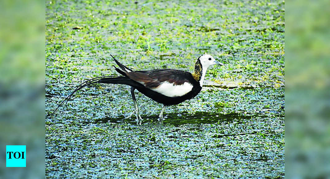 Himayat Bagh: Study Backs Demand For Biodiversity Heritage Tag ...