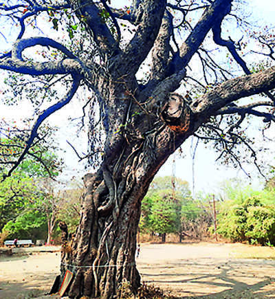 Himayat Bagh: Hc Instructs Forest Department To Give Heritage Status To ...
