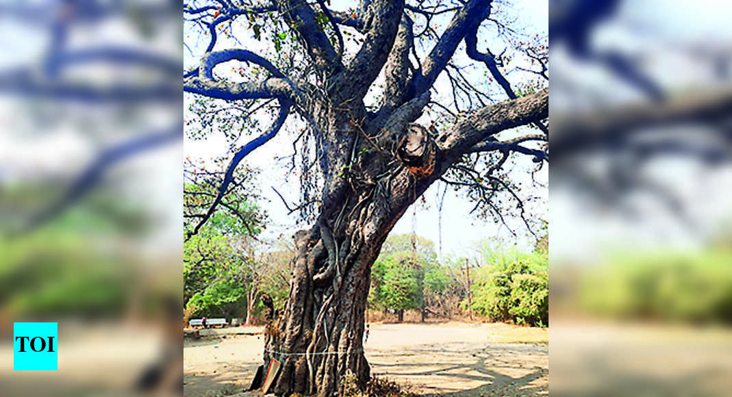 Himayat Bagh: Hc Instructs Forest Department To Give Heritage Status To ...