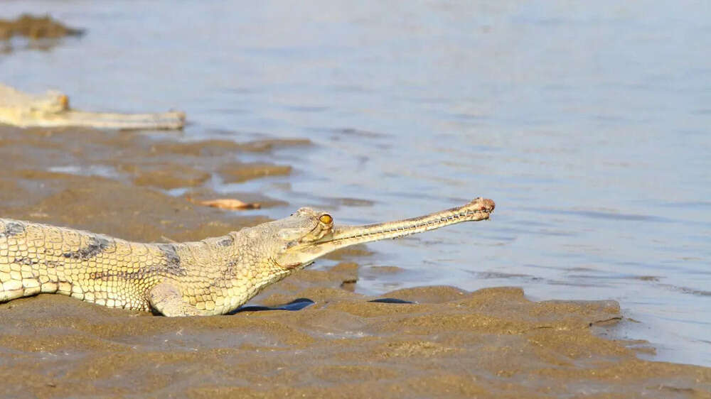 Photos: 22 adult gharials in Ganga big boost to count | The Times of India