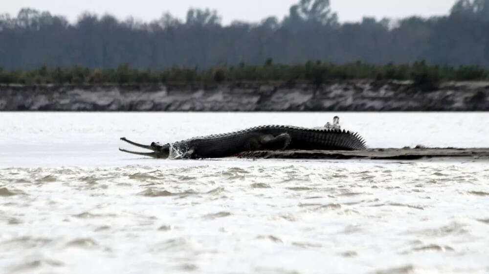Photos: 22 adult gharials in Ganga big boost to count | The Times of India