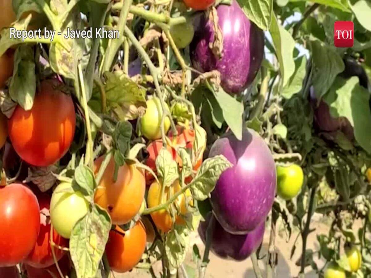 Indian Tomato Tree