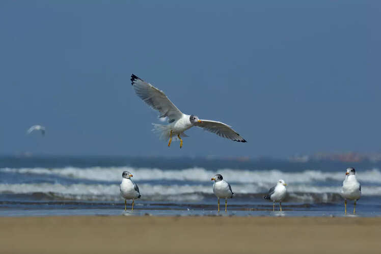 Alibaug beaches for a quiet vacation! | Times of India Travel