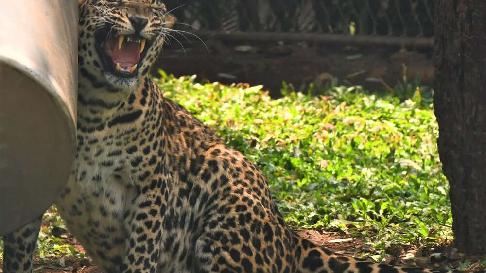 In photos: A glimpse into Byculla Zoo during World Wildlife Day | The ...
