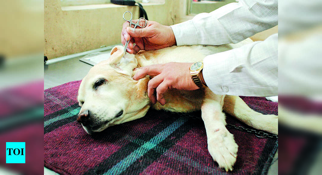 Over 300 Veterinary Officer Posts Vacant | Ahmedabad News - Times of India