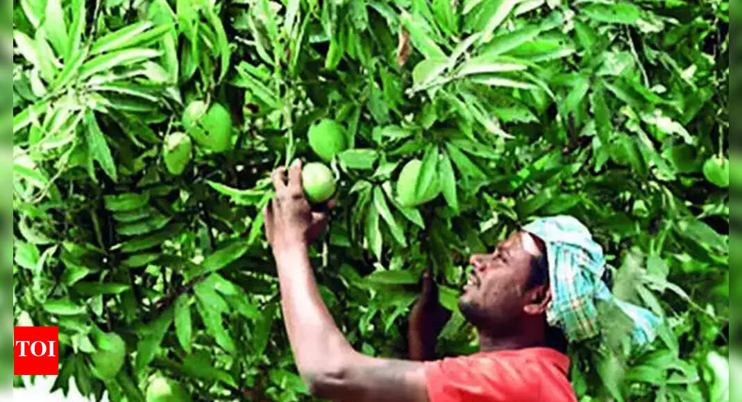 Mango: Mango Farmers Upset As Leaf Curl Hits Yield | Vijayawada News ...