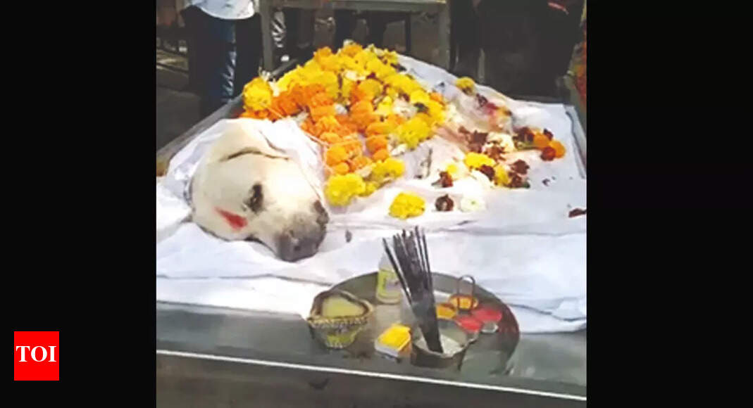 Simba: Bomb Squad Dog Given State Funeral | Mumbai News - Times of India