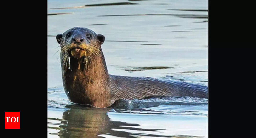 Navi Mumbai: Otters spotted in Kharghar creek | Navi Mumbai News ...