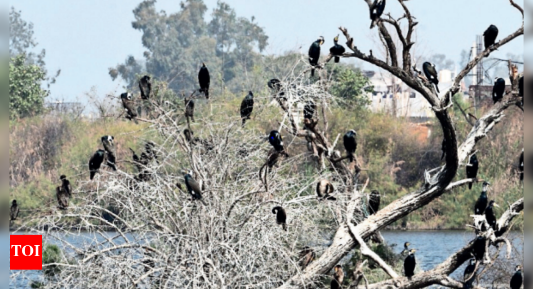 Why this birding season has ruffled quite a few feathers in Delhi-NCR ...