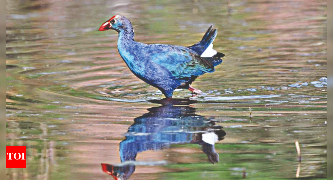 93 Species Of Feathered Guests Sighted During City Bird Race | Jaipur ...