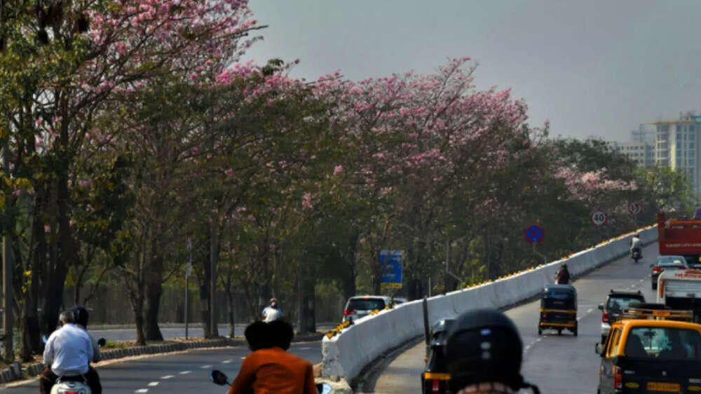 In pics: Lovely sight of pink blooming flowers in Mumbai | The Times of ...
