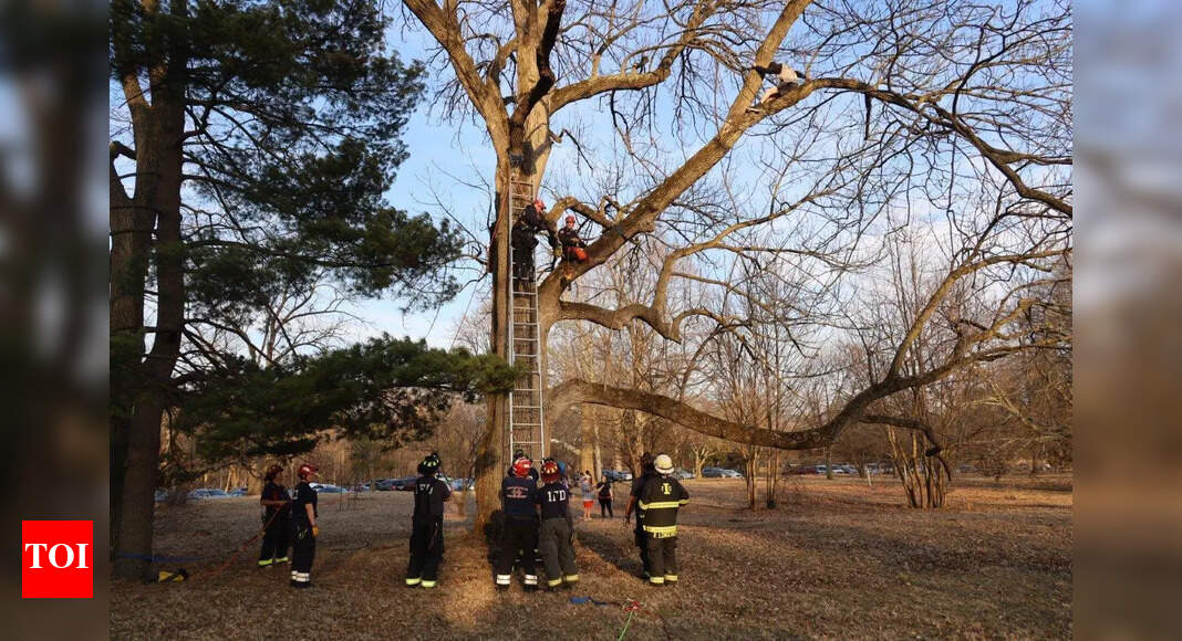 Indiana boy rescued after getting stuck in tree rescuing cat - Times of ...