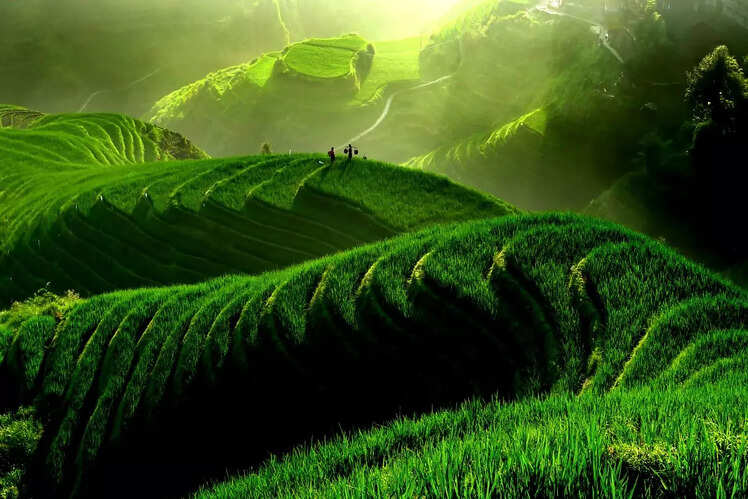 World’s most incredible rice terraces in pictures | Times of India Travel