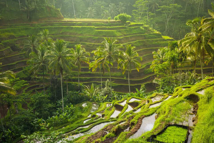 World’s most incredible rice terraces in pictures | Times of India Travel