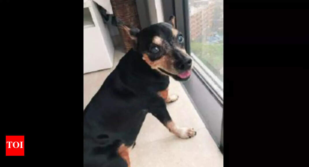 Rohney: Pet Dog With Extremely Poor Heartbeat Rate Gets Pacemaker In ...