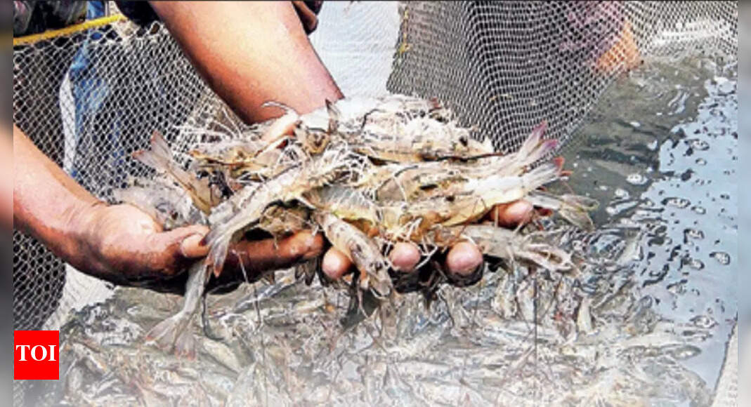 Virus Attack Puts Prawn Farming In A Spot | Vijayawada News - Times of ...