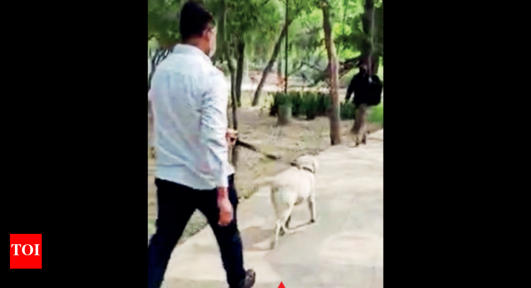 Tracker dog takes Delhi police closer to ‘mystery’ man | Delhi News ...