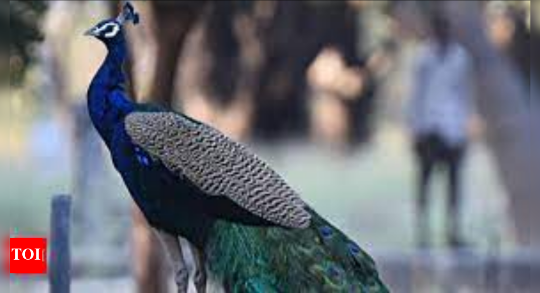 Van Vihar: Peacocks Thrive In Van Vihar, Numbers Double In A Year ...
