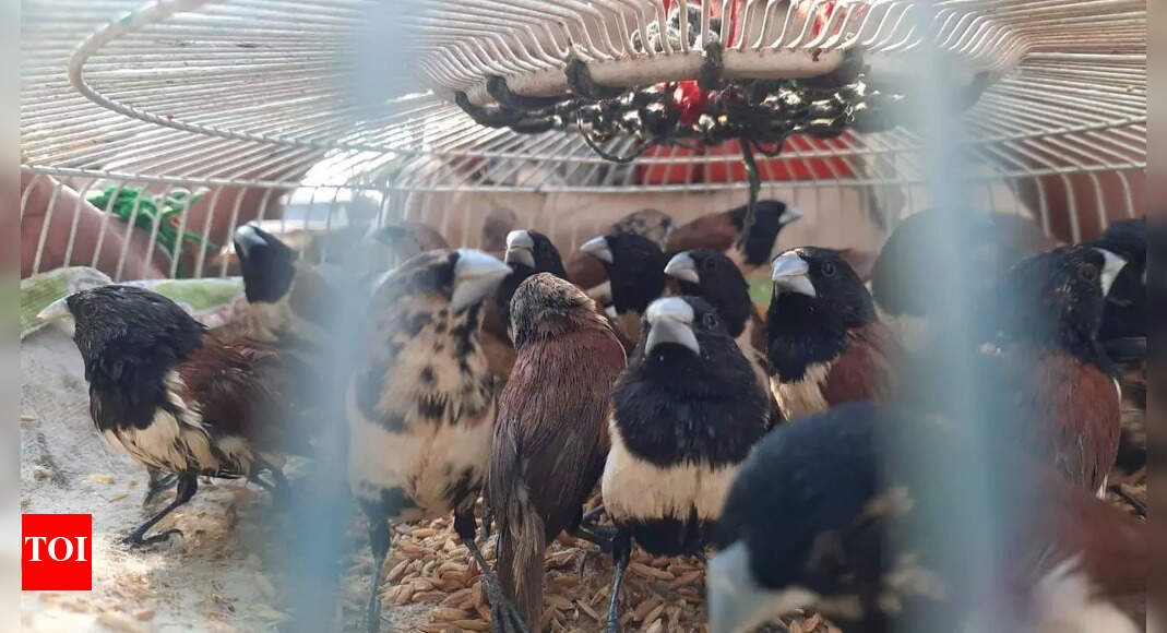 800 caged birds seized from Trichy’s Kuruvikaran Street | Trichy News ...