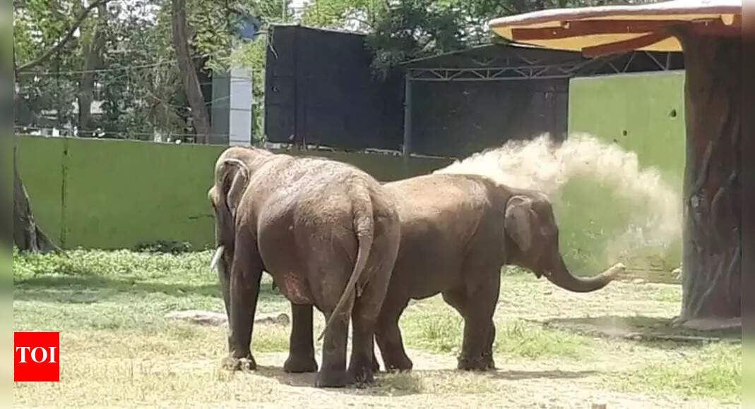 After isolation of lockdown, zoo animals get to see six lakh humans in ...