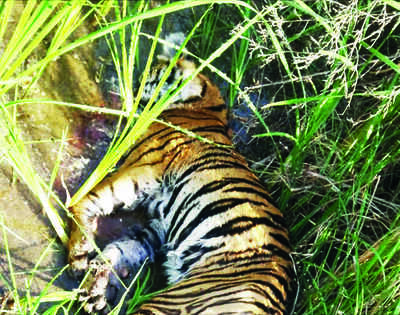 Tiger Found Dead, Another Injured | - Times of India