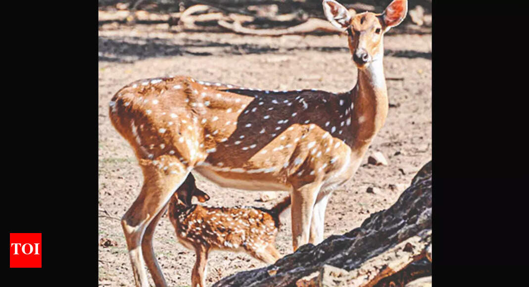 Boma: Forest Dept Adopts South African Boma Technique To Translocate 6 ...