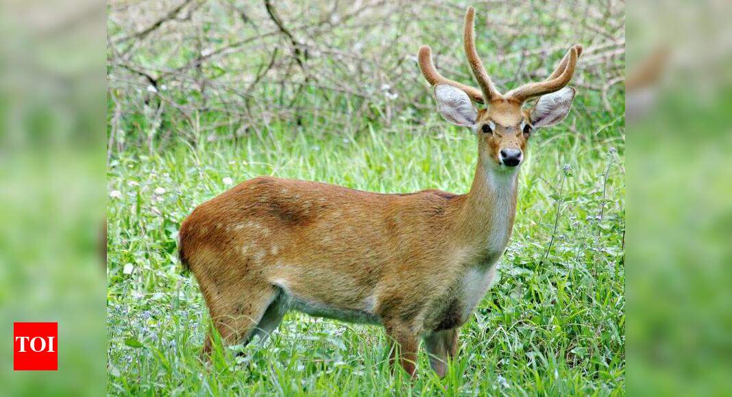 Manipur’s Sangai, fox, jackals to be new guests in Gorewada | Nagpur ...