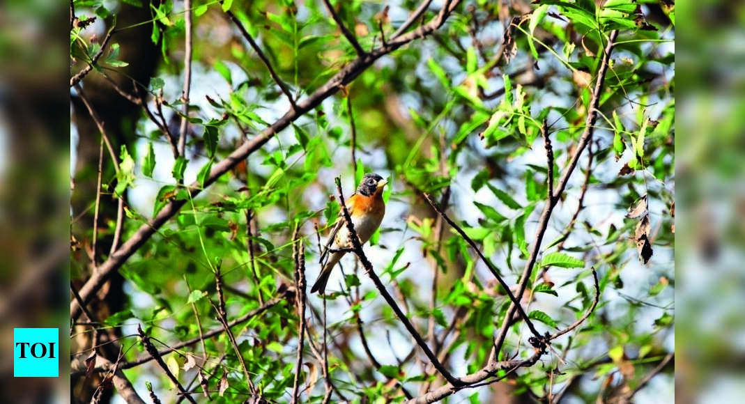 Bhondsi: Scandinavian Bird Sighted For The 1st Time In Bhondsi ...