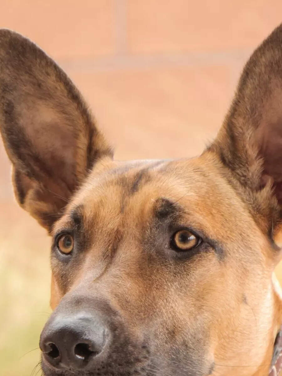 Not just Rottweilers, these are the 12 SCARIEST dog breeds in the world ...