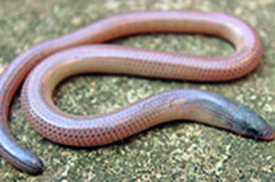 Snake Helpline: Rare Limbless Lizard Spotted In Ganjam | Bhubaneswar ...