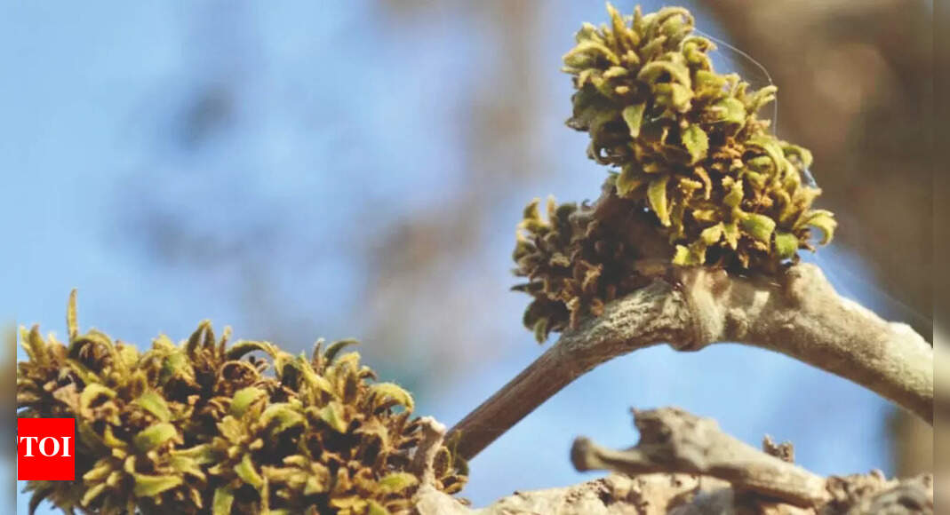 Gujarat Home To Rare Single Leaves Kesudo Tree | Vadodara News - Times ...